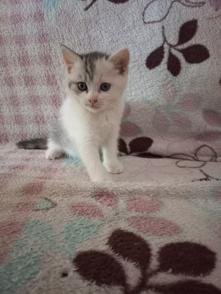 Котята от Британской кошки