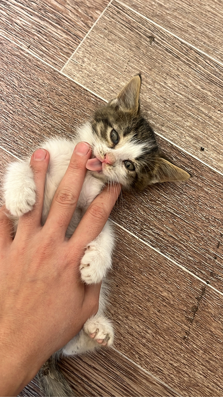 Отдам котят в хорошие руки