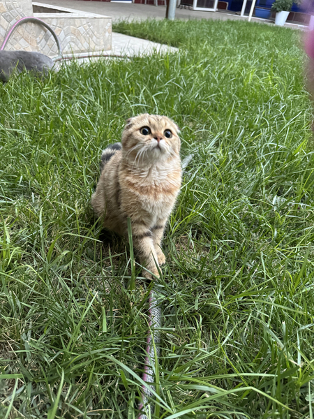 Котенок скоттиш фолд 7 месяц девочка