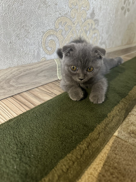 Skottish fold /Скотиш фолд