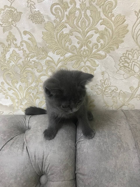Акция.Продаётся британский котёнок
