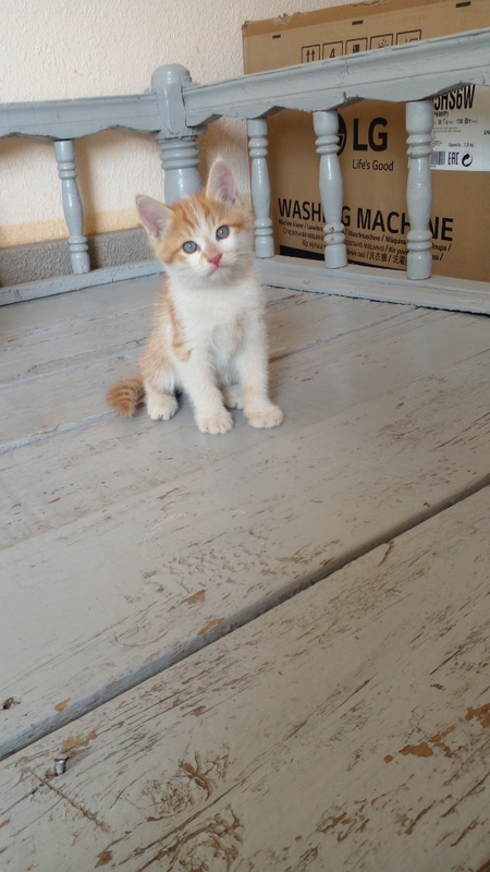 Котёнки  мальчики родились 21 марта