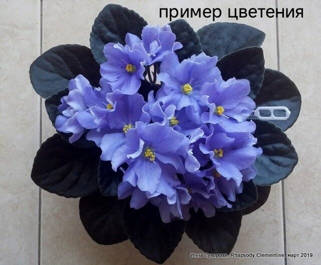 Фиалки сортовые, детки