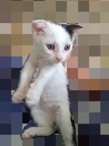 Котята от вислоухой кошки