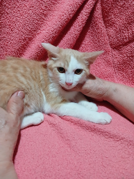 Котёнок 4 месяца, рыжий с белыми, к лотку приучен