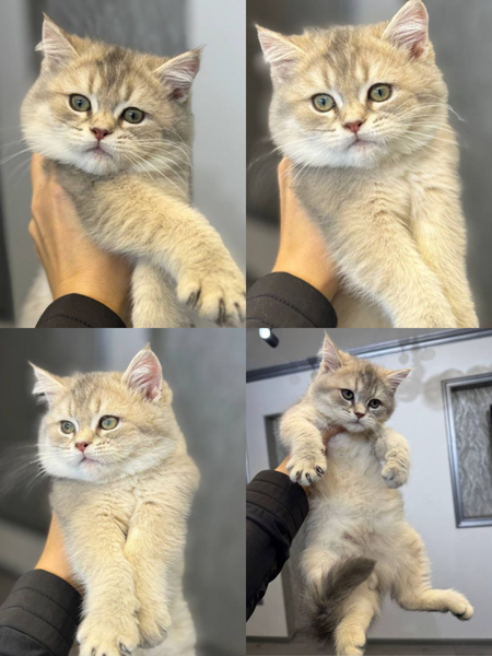 Продается котенок шиншилла