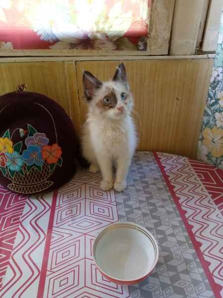 Продам сиамского котёнка .