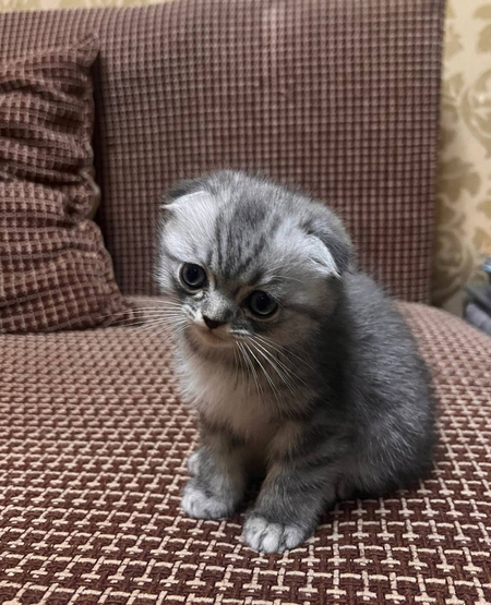 вислоухий котенок