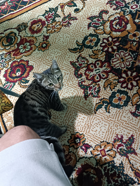 Отдадим кота в хорошие руки