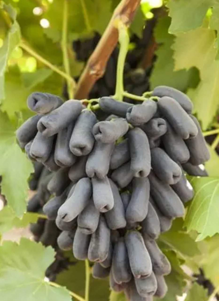 100% ишончли кўчатларимиз