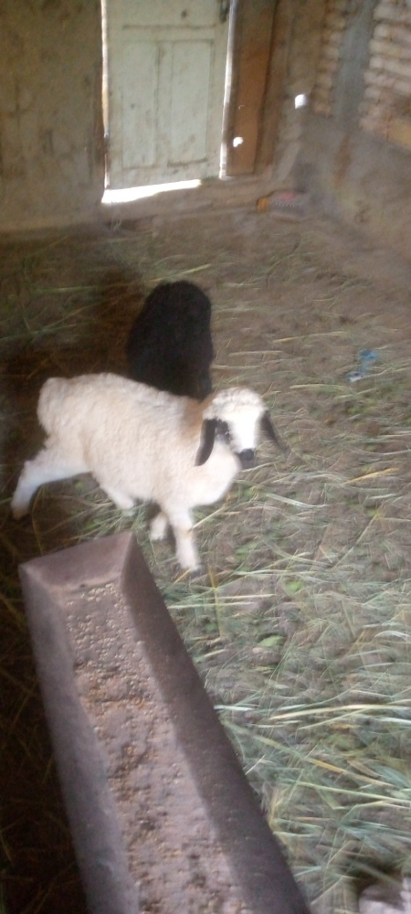 qaZoqi Barra sotiladi