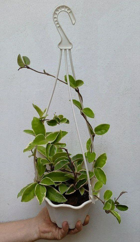 Хойя (Hoya Crimson Queen ). Вариегатный экзотический сорт хойи.