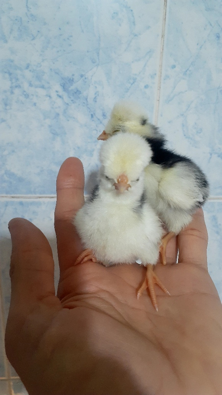 Голланка (Голландский белохохлый)  тухум ва жўжаси сотилади.