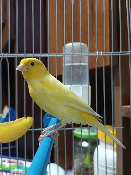 Limon nar sotiladi
