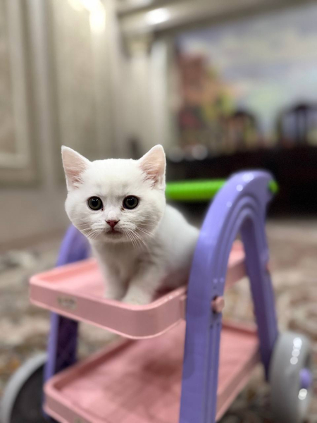 Шадланиский фолд ва страйт