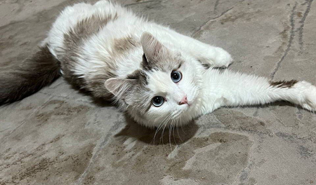 Отдаем даром кота. Котик в дом.
