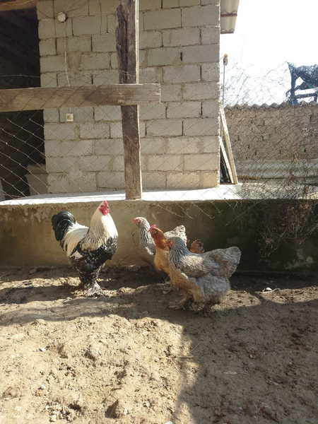Tyomniy brama xoʻroz va tovuqlar