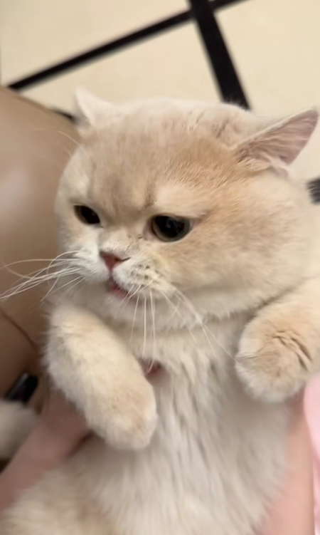 Scottish fold zotdor
