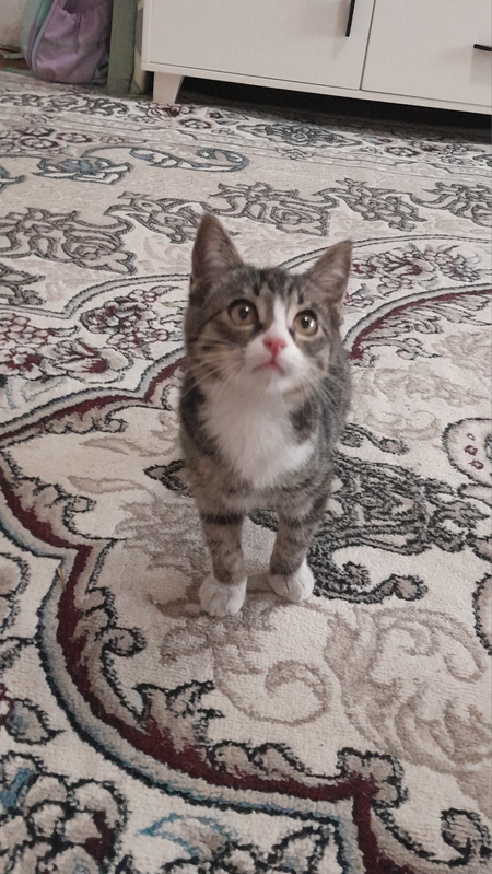 Котёнок 2,5 месяца девочка