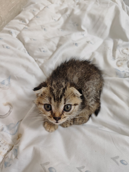 Mushukcha Scottish Fold