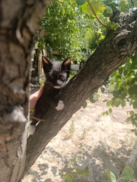 Отдаются котята в хорошие руки
