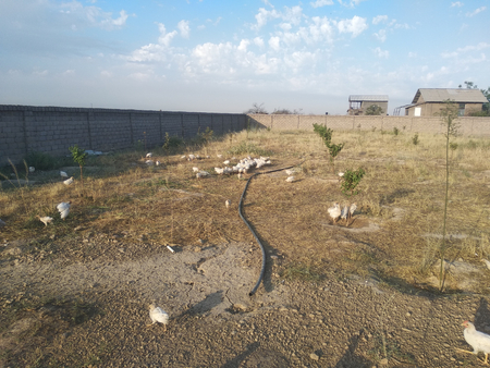 Joja 3oylik yaxshi