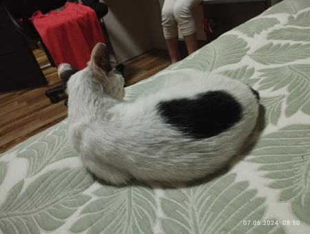 Пристраивается кошечка