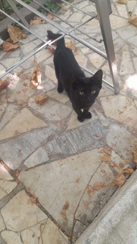 Пристраиваю котиков