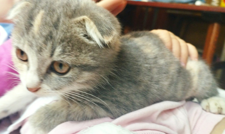 Продается Котенок
