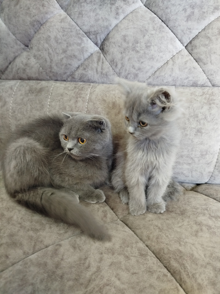 Британские котята