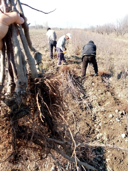 Mevali kuchatlar kafolati bilan