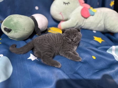 Shots fold котёнки