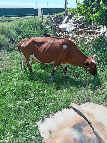Mol sotiladi srochna