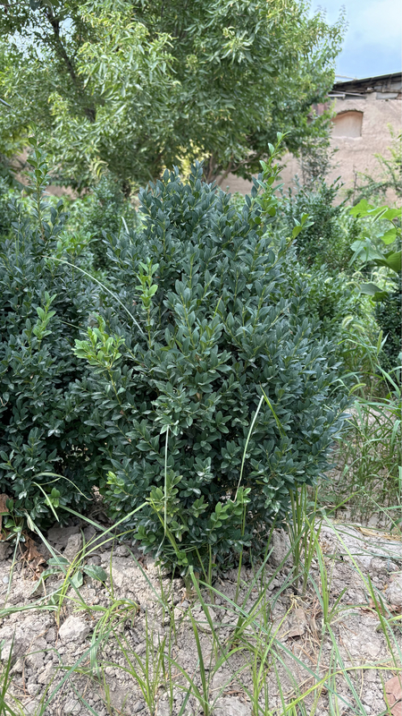Shamshod 30.000 soʻm