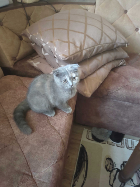 Продаются вислоухие котята