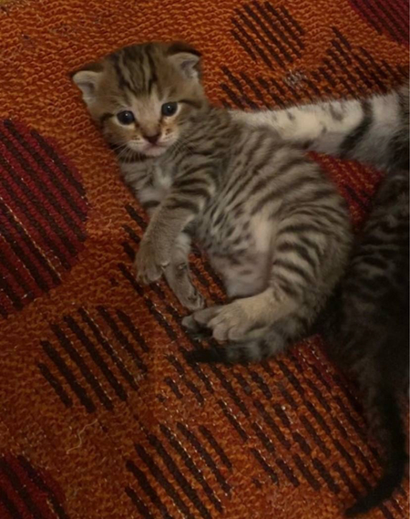 Продаю котят