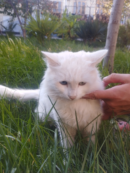 Кошка турецкая ангора