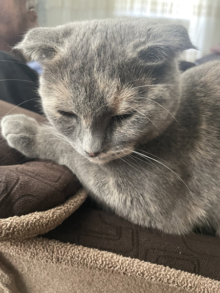 Кошка фолд