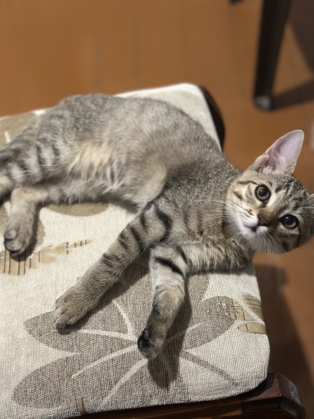 Кошечка 4 месяца