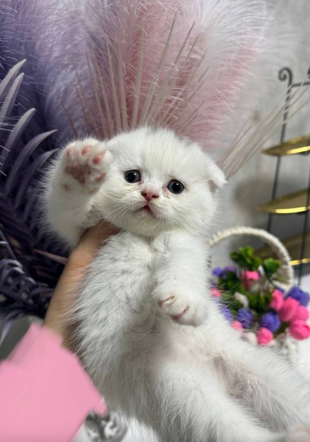 Срочно продается кошка 2 месяца порода: шотландский фолд 150$ цена