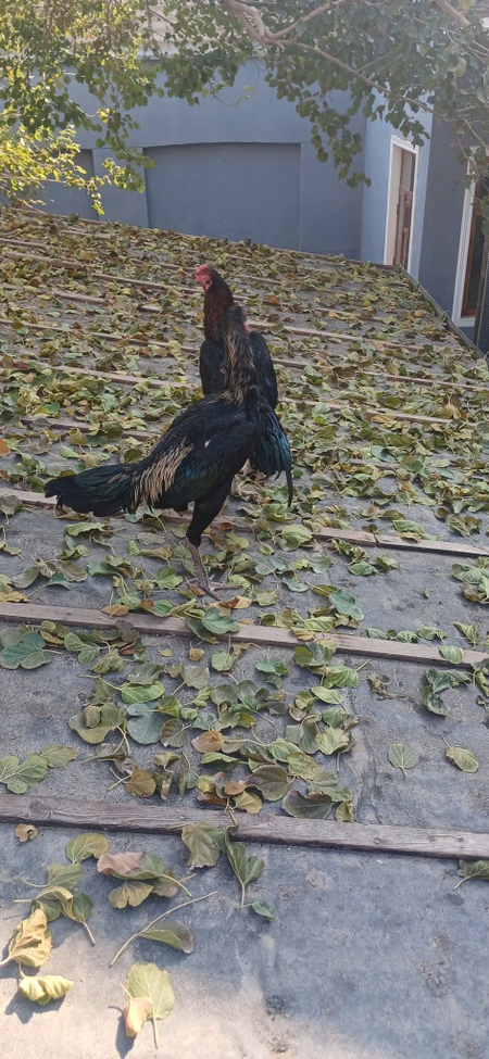Dakan joʻjalar sotiladi