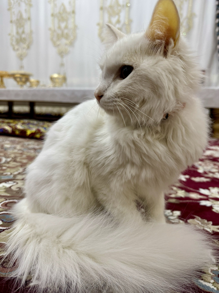 породистый кот