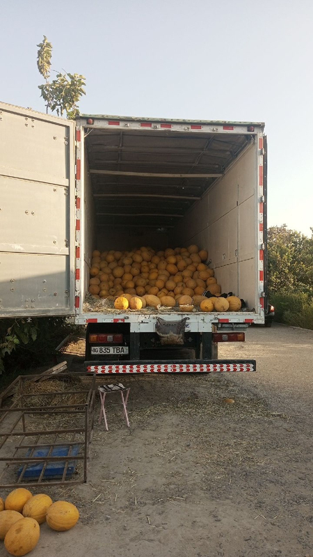 Chacman L3000 9metr
