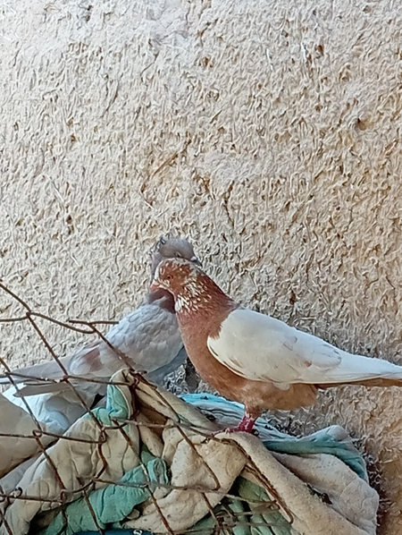 Qushlar sotilade kataklar chertmalar