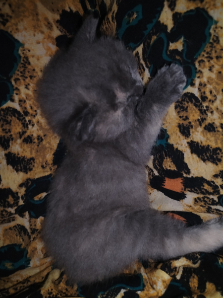 Продаётся котенок