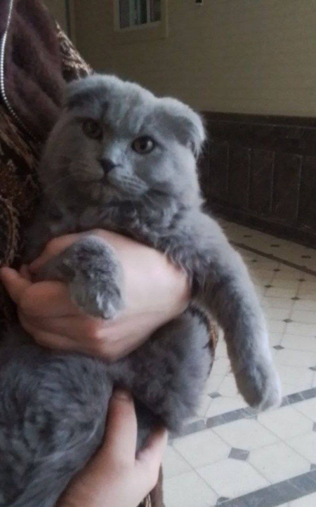 Продеам кота скотиш фолд