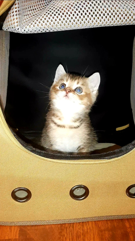 Котёнок не дорого скоттиш фолд в хорошие руки