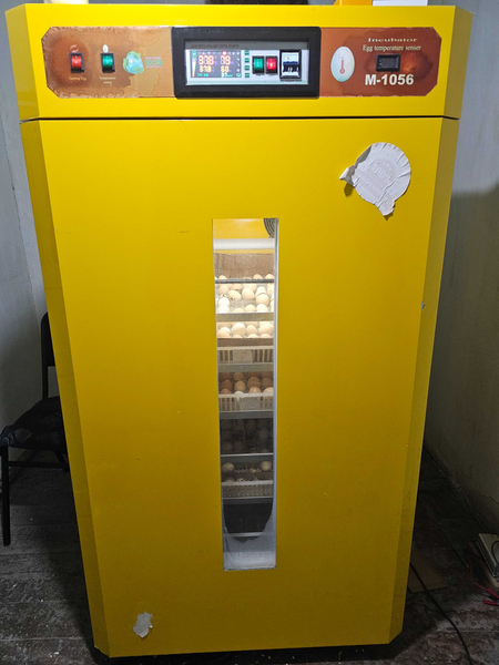 Jujalar 6000 dan tovuqgacha