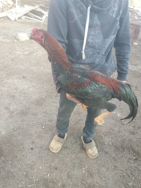Даканг лар сотилади