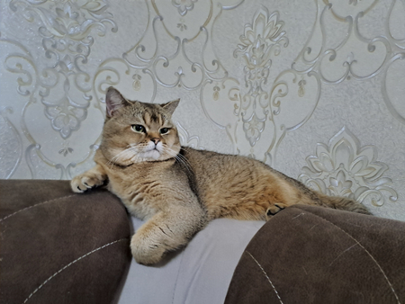 Вяскага Залатиста шиншила угил 1.5 ёш